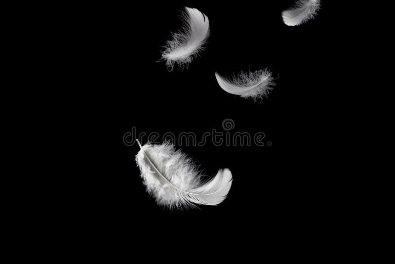 Feather Abstract Freedom Concept. Light and Soft Fluffy a White ...
