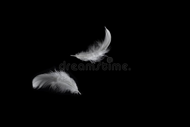 300 Feather Falling Night Sky Stock Photos - Free & Royalty-Free Stock ...