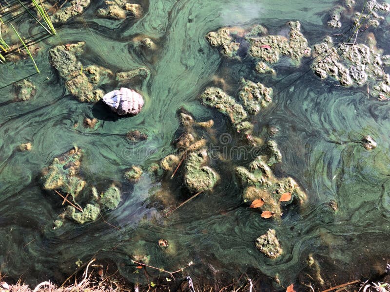 Feather and algae stock image. Image of lake, rescue - 109327211