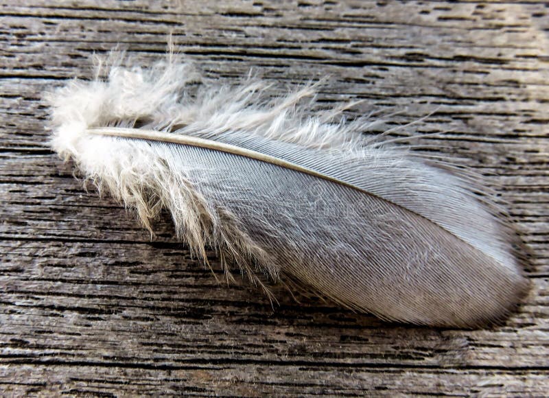 Feather, Animal Product stock image. Image of feather - 100332417