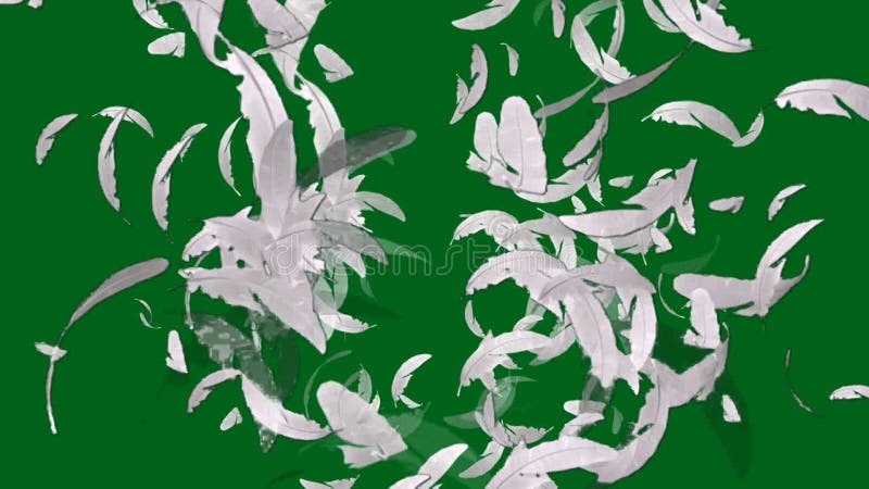 Feather Animeted Green Screen Stock Footage - Video of people, animal ...