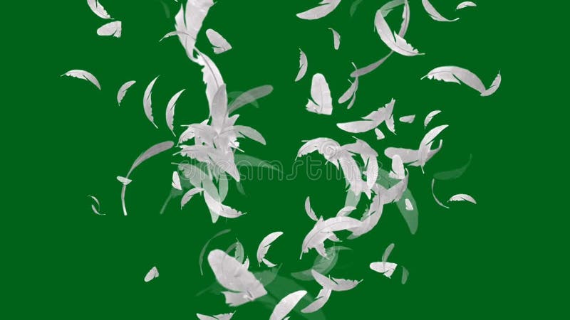 Feather Green Screen Effects Stock Video - Video of screen, fall: 270222823