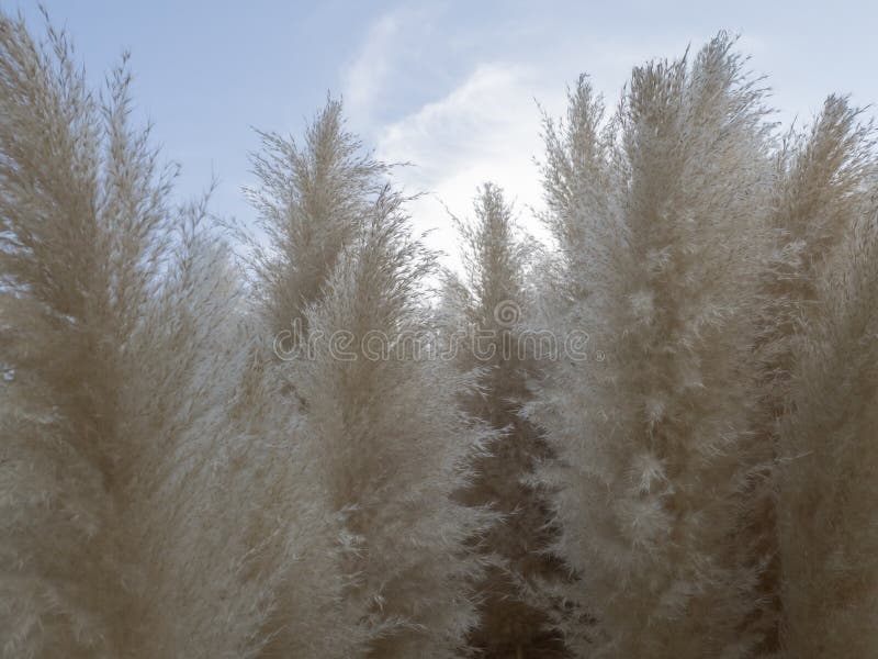Feather, As a Winter Forest Stock Photo - Image of field, nature: 87188076