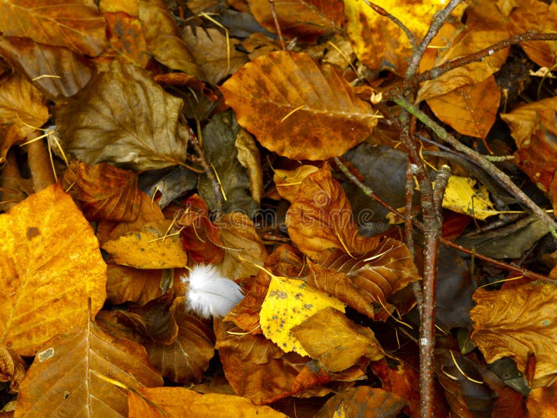 Feather on Autumn Forest Floor Stock Image - Image of fall, decay: 5788315