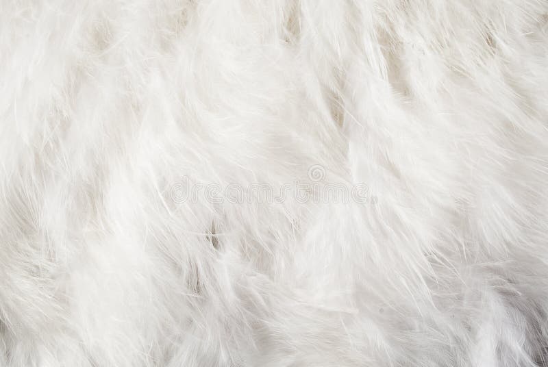 7,054 Black Feather Blurred Background Stock Photos - Free & Royalty ...