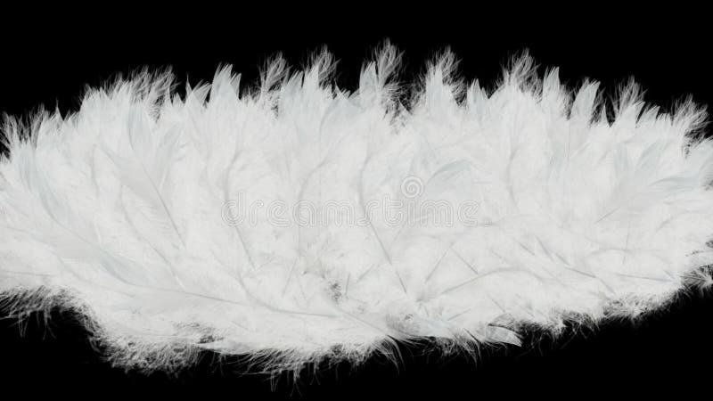 Feather Explosion. Burst of Feathers. Alpha Channel Stock Video - Video ...