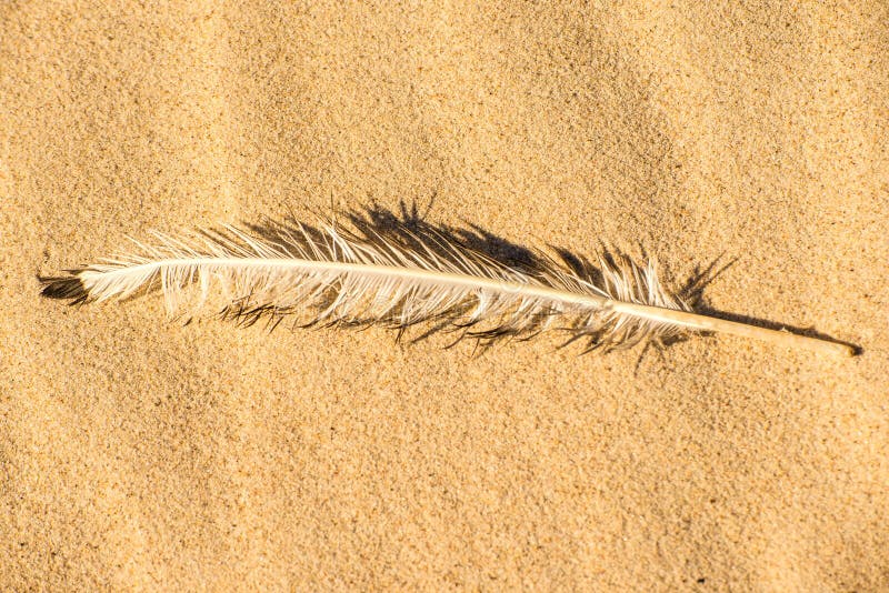 Feather on a beach stock photo. Image of fluffy, close - 137277764