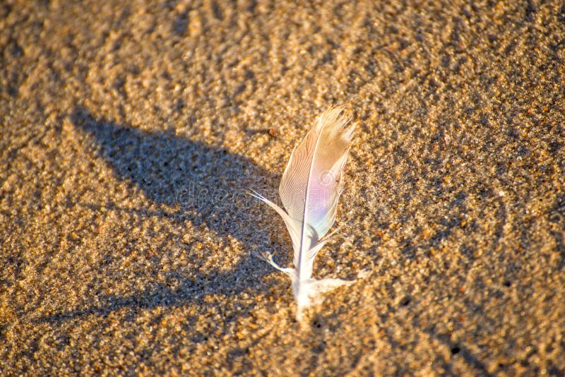 Feather on a beach stock photo. Image of macro, soft - 137396694