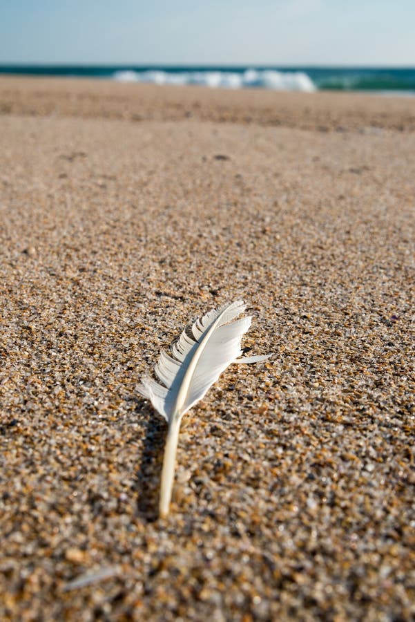 Feather on Beach stock photo. Image of beach, seashore - 29567908