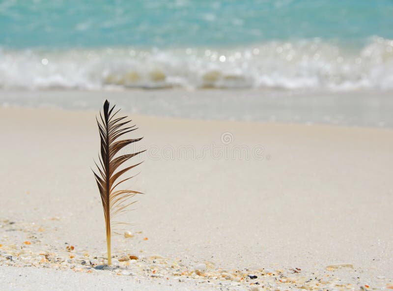 Feather at the Beach stock image. Image of spring, migrating - 5084751