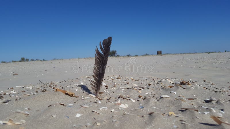 Feather stock image. Image of shells, beach, sand, feather - 83096661