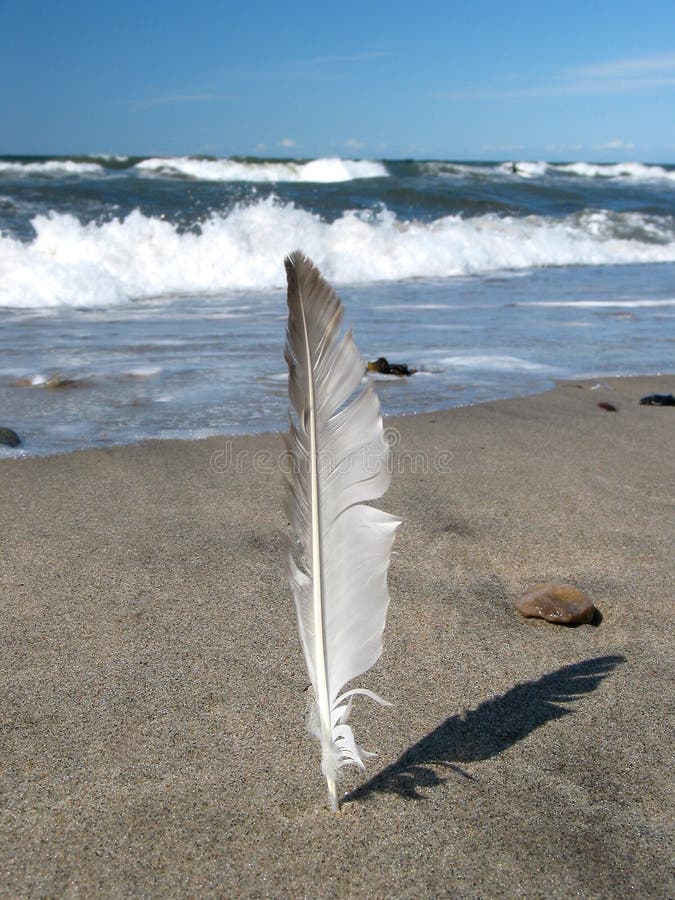 Feather on the Beach (clean) Stock Photo - Image of ocean, vacation: 143112