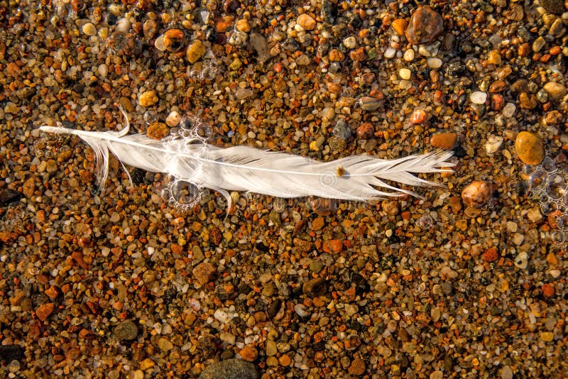 Feather on a Beach on Pebbles Stock Photo - Image of animal, nature ...