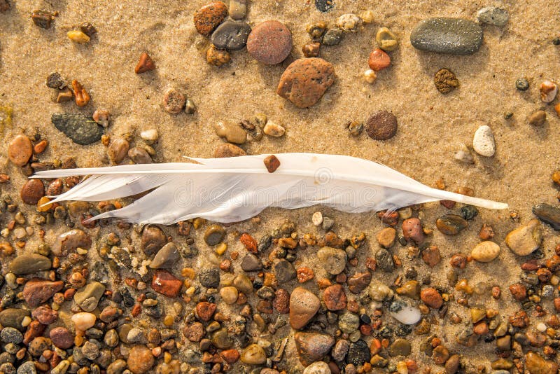 Feather on a sand beach stock photo. Image of small - 135771174