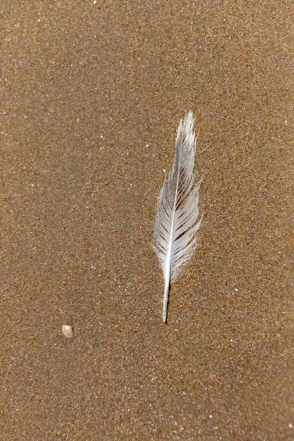 A Feather on the Beach Sand Stock Image - Image of outdoors, texture ...