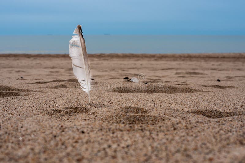 Feather on the beach stock photo. Image of nature, desert - 217306458