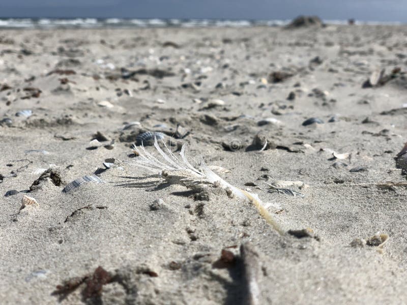 Feather on the Beach of Schiermonnikoog Stock Photo - Image of ...