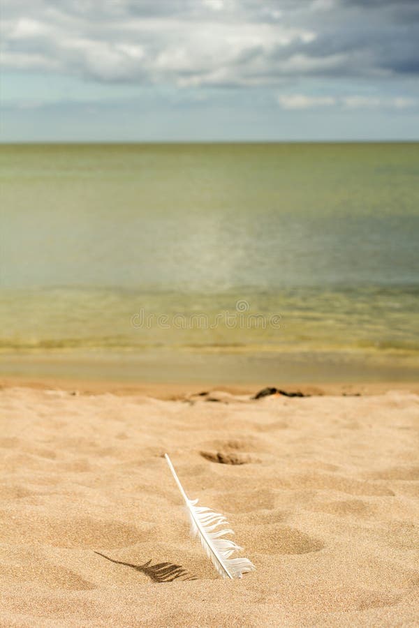 A Feather on the Beach, Seaside Stock Photo - Image of beautiful, ocean ...