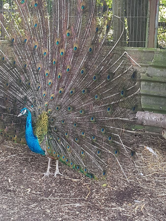 Feather stock image. Image of feathers, nature, beautiful - 96044085