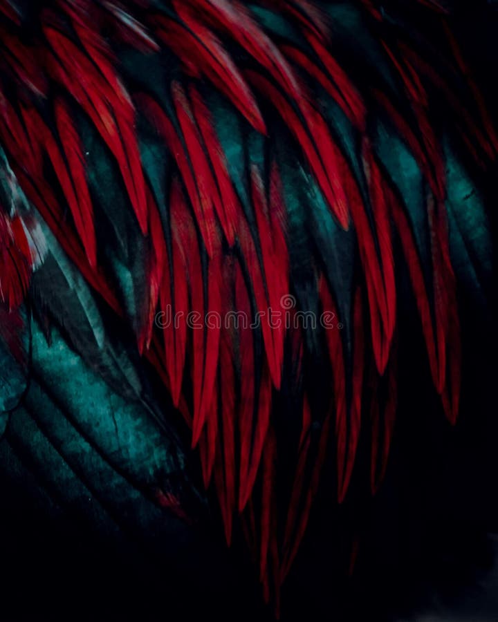 Feather with Beautiful Fresh Colours Stock Illustration - Illustration ...