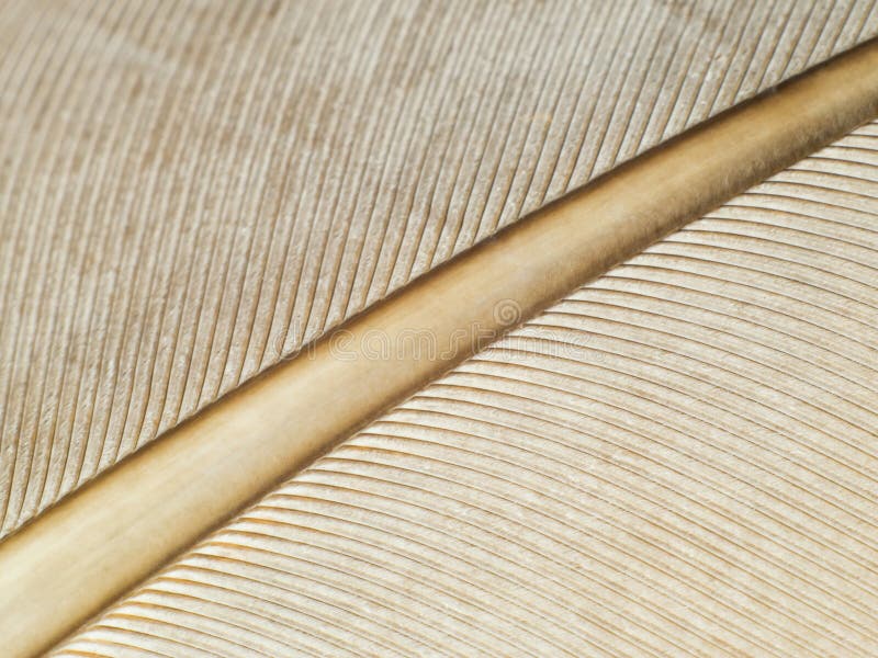 Feather of a bird stock photo. Image of animal, covering - 62293302