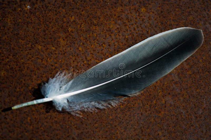 Feather of a Bird Fallen on Rusty Metal. Iron. Rust. Background Stock ...