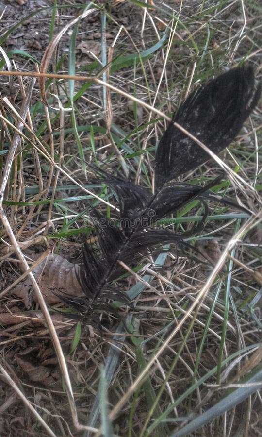 Feather stock photo. Image of fall, feather, bird, wings - 165141760