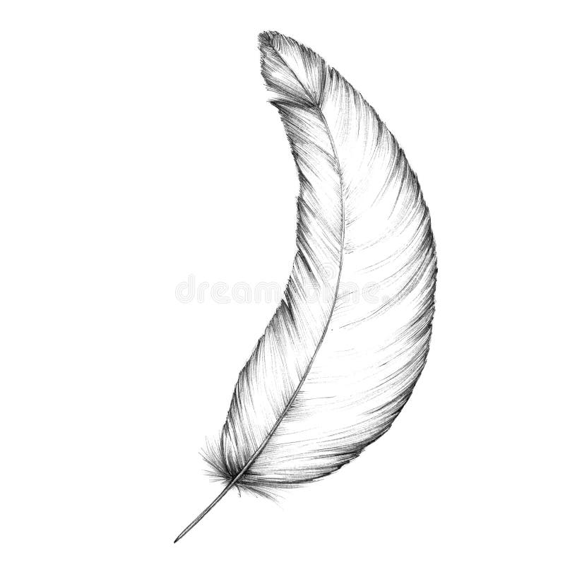 Single Feathery Bird Stock Illustrations – 243 Single Feathery Bird ...