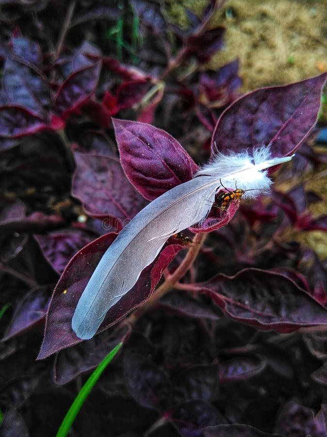 Feather bird with insect stock image. Image of purple - 120183921