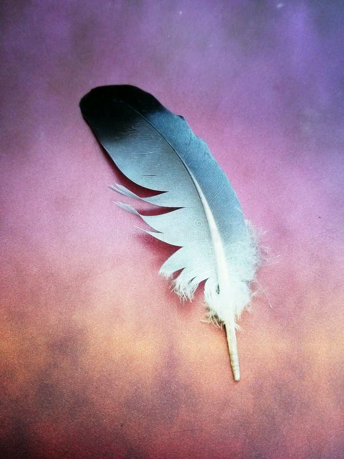 Feather of bird stock photo. Image of wing, feather, bird - 42858204
