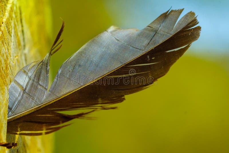 Feather of Bird, Stuck in Bark of Tree. Lightweight Concept Stock Image ...