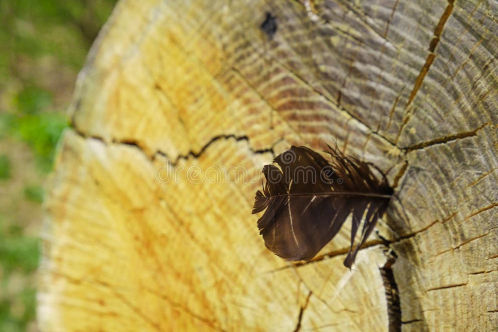 Feather of Bird, Stuck in Bark of Tree. Lightweight Concept Stock Photo ...