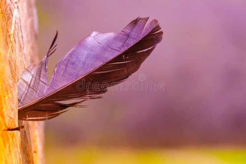 Feather of Bird, Stuck in Bark of Tree. Lightweight Concept Stock Photo ...