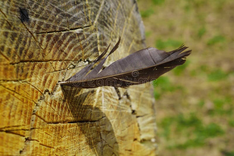 Feather of Bird, Stuck in Bark of Tree. Lightweight Concept Stock Photo ...