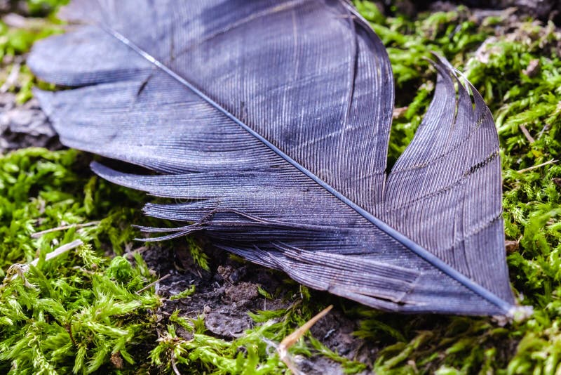 Feather of Bird, Stuck in Bark of Tree. Lightweight Concept Stock Image ...