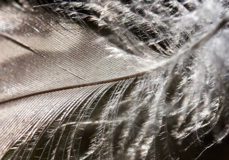 Feather of Bird in the Sunlight Stock Photo - Image of beauty, nature ...