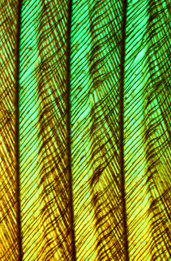 Bird Feather on Microscope stock photo. Image of science - 19345716