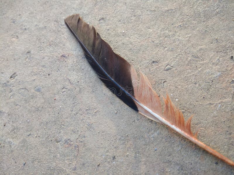 Feather of bird wings stock image. Image of wings, bird - 164648655