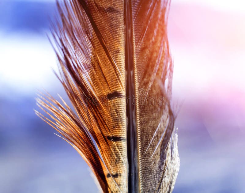 Feather Birds Close-up. Macro Photography. Beautiful Background. Stock ...