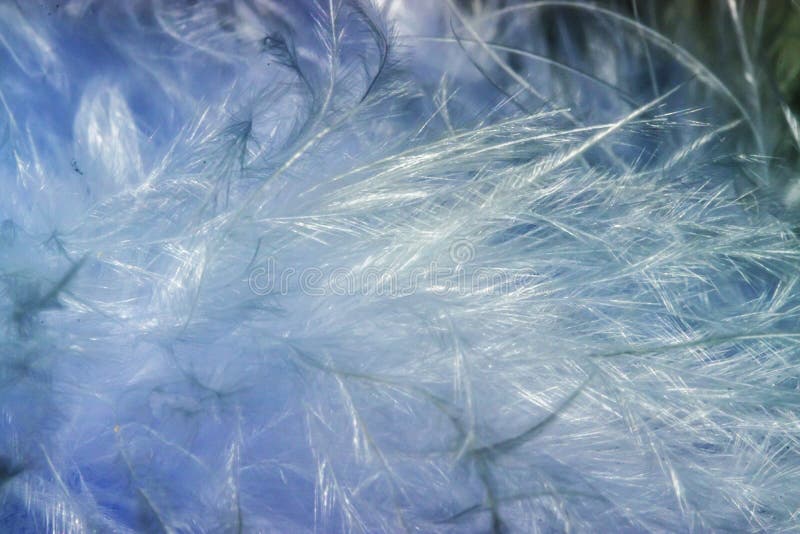 Feather Boa Abstract stock photo. Image of textured, give - 51531652