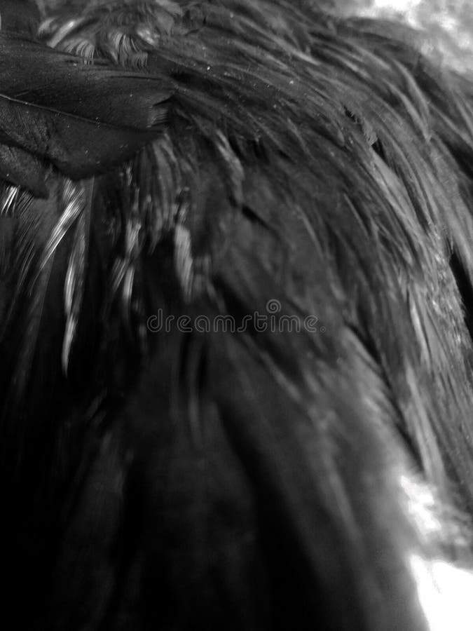 The Feather Body of a Wildlife Bird. Stock Image - Image of feather ...