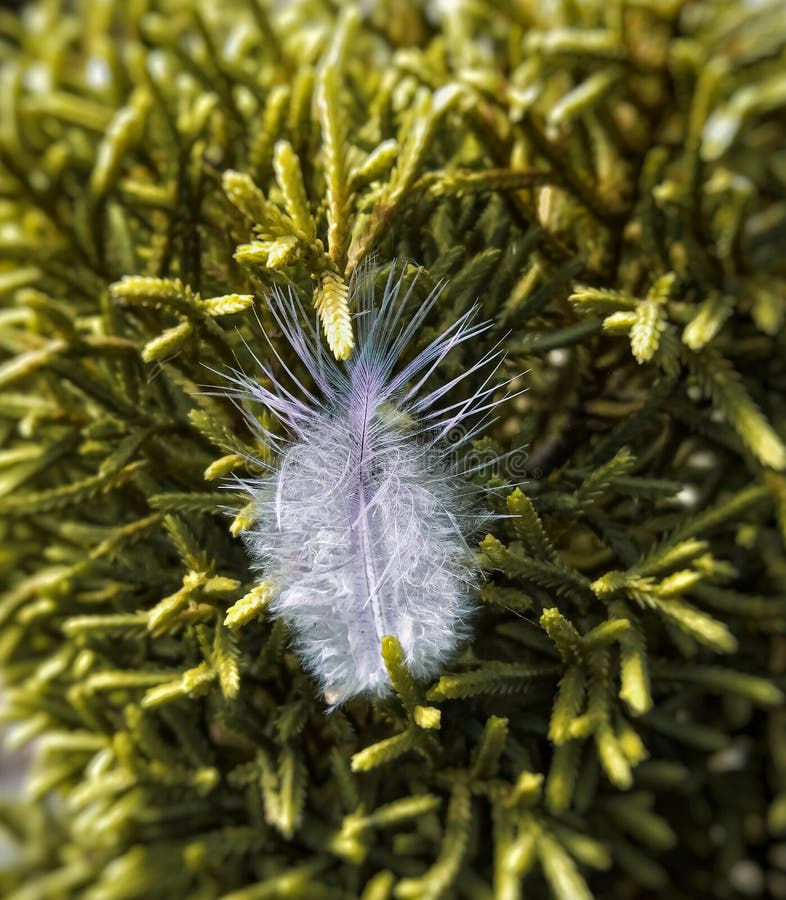 A feather in a bush stock photo. Image of plant, green - 188945742