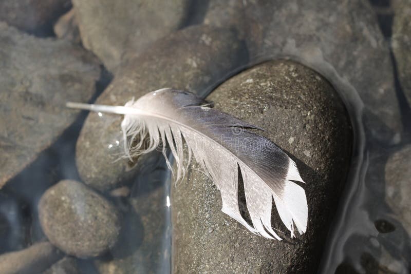 Feather stock photo. Image of nature, closeup, flow, clean - 75279462