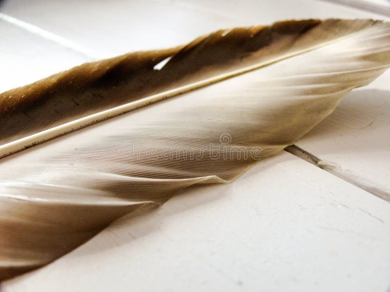 Feather, Close Up, Material Stock Image - Image of material, feather ...