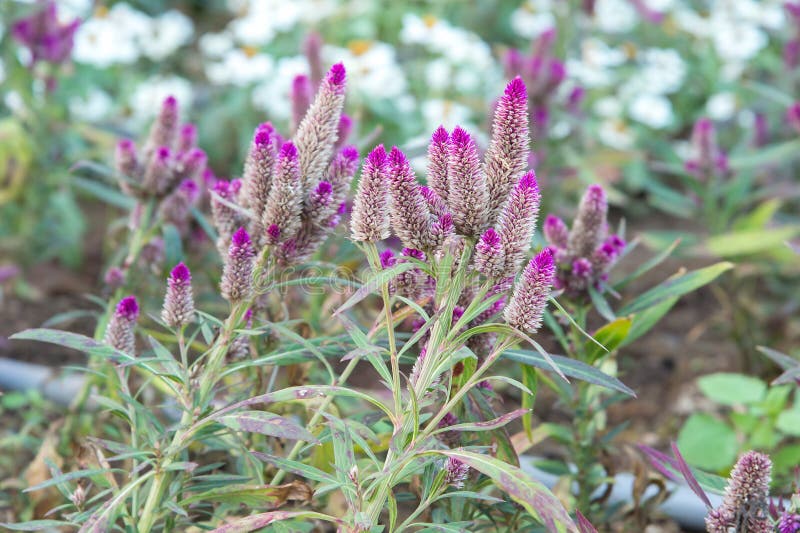 Feather Cockscomb S Purple Flowers(Celosia Argentea) Stock Image ...
