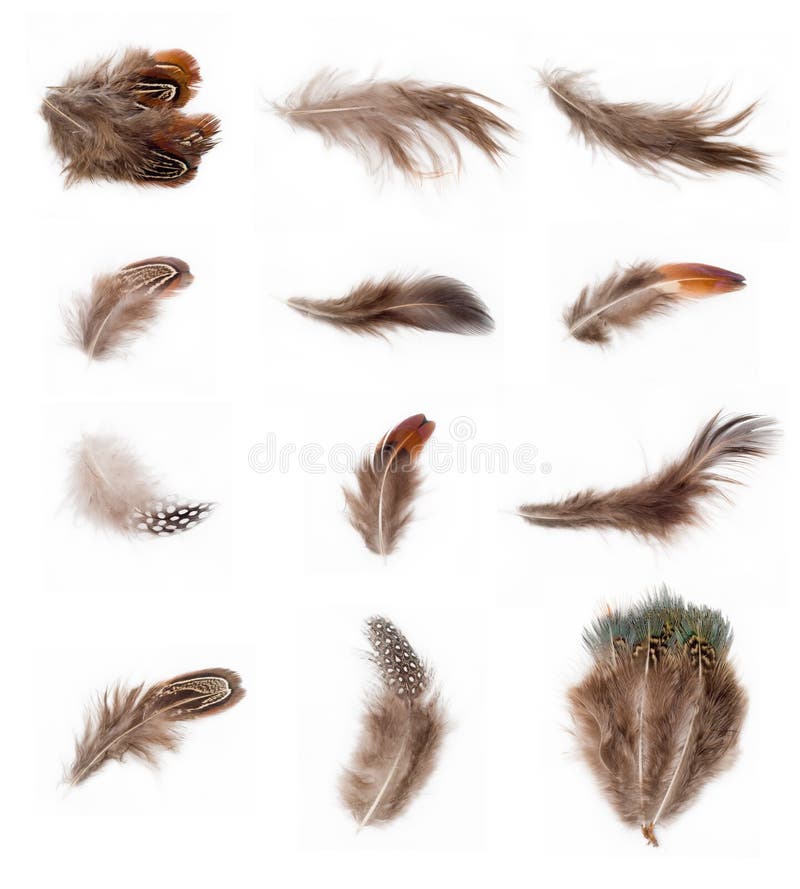 Parrot feathers stock photo. Image of plumage, literature - 31007258
