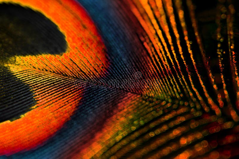 Feather colors stock photo. Image of animal, nature, blue - 2409338