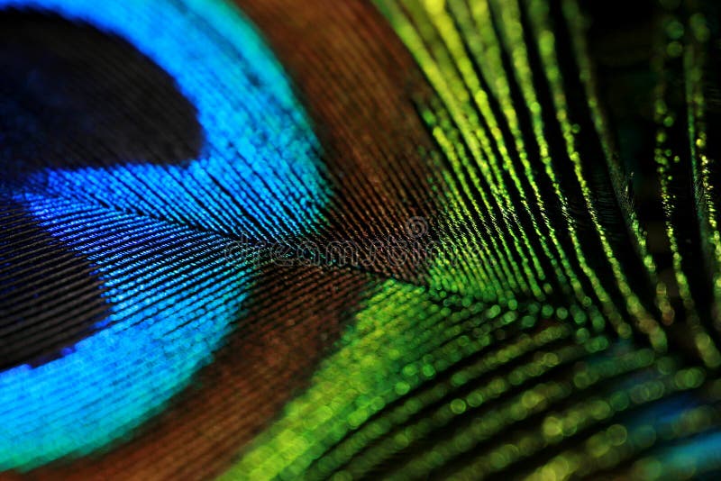 Feather colors stock photo. Image of color, green, feather - 2409344