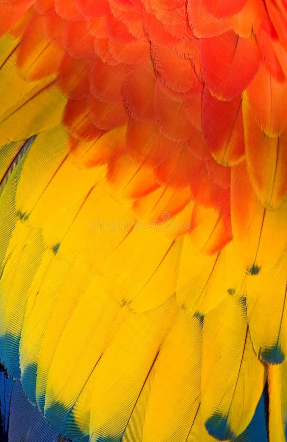 Feathers stock photo. Image of background, structure, blur - 1261676