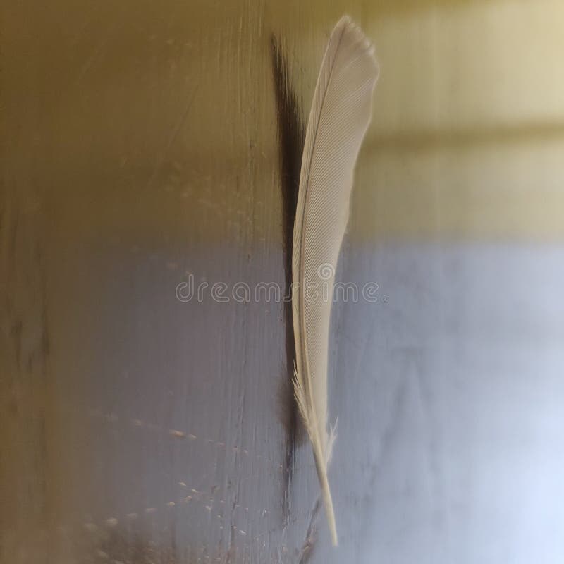 Feather of Common Indian City Dove Stock Photo - Image of indian ...
